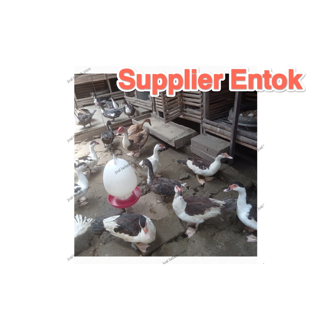 𝘀𝘂𝗽𝗽𝗹𝗶𝗲𝗿 daging bebek 𝗲𝗻𝘁𝗼𝗸